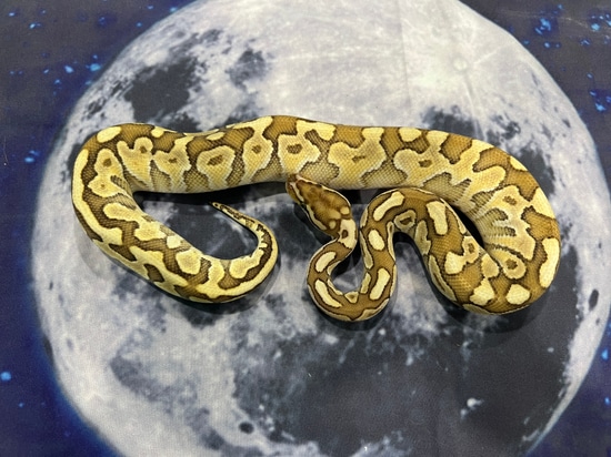 Lesser Fire Blade Het Clown Ball Python by Nebula Exotics