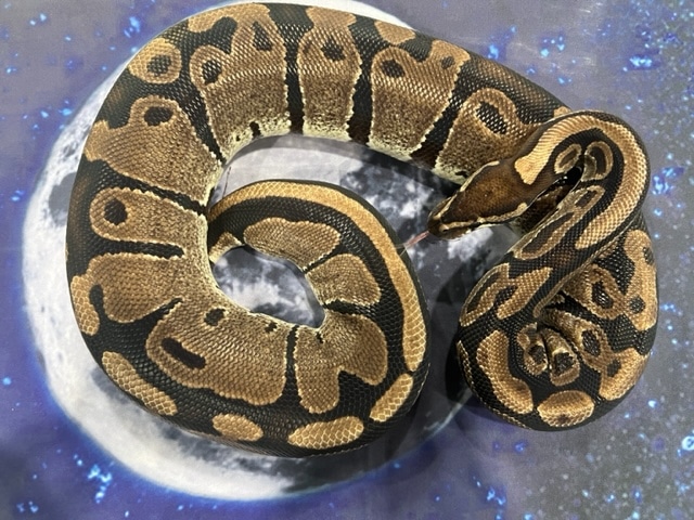Proven Het Pied Breeder Female Ball Python by Nebula Exotics - MorphMarket