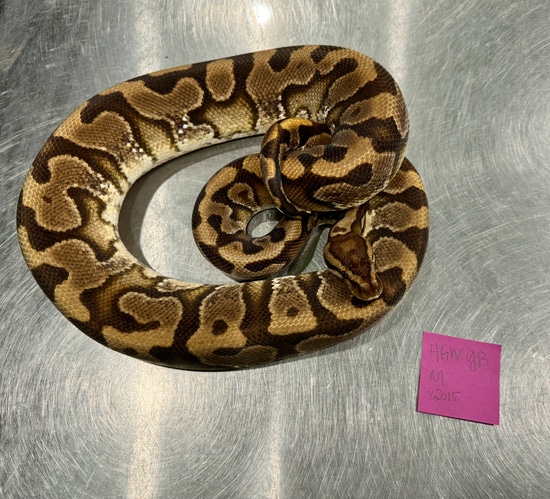 Hidden Gene Woma Yellowbelly Ball Python by Nebula Exotics