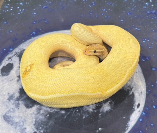 Banana Freeway Female Maker Ball Python by Nebula Exotics