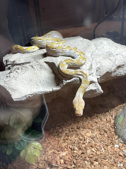 Platinum Het Anery 50% Kalatoa SD Reticulated Python by Nicky's Cold ...