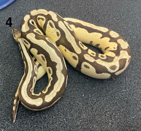 Firefly Het Piebald Ball Python by Dr's Balls