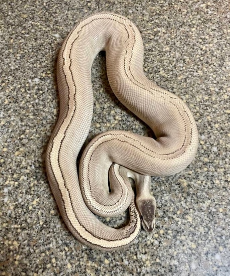 Free Shipping Mystic Potion Pinstripe Ball Python by Neff Xotics