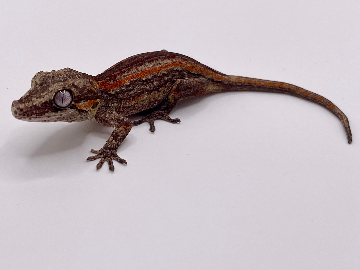 Orange And Red Stripe Gargoyle Gecko by Neff Xotics - MorphMarket