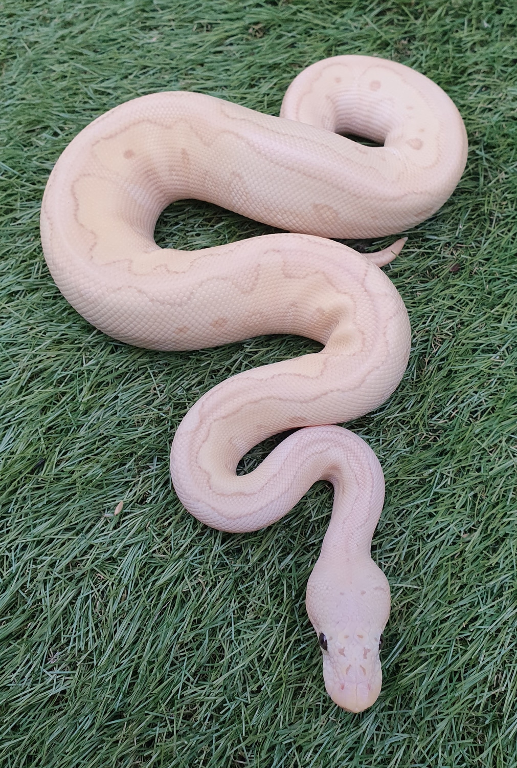 Banana Lesser Super Pastel Clown Ball Python by Without Limits50 ...