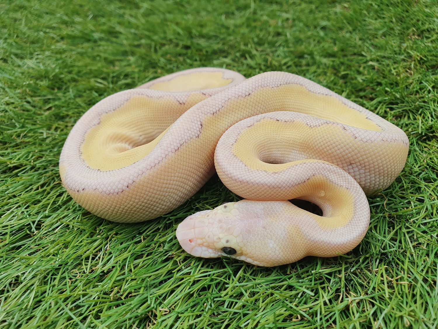 Pastel Lesser Clown Ball Python by Without Limits50 - MorphMarket