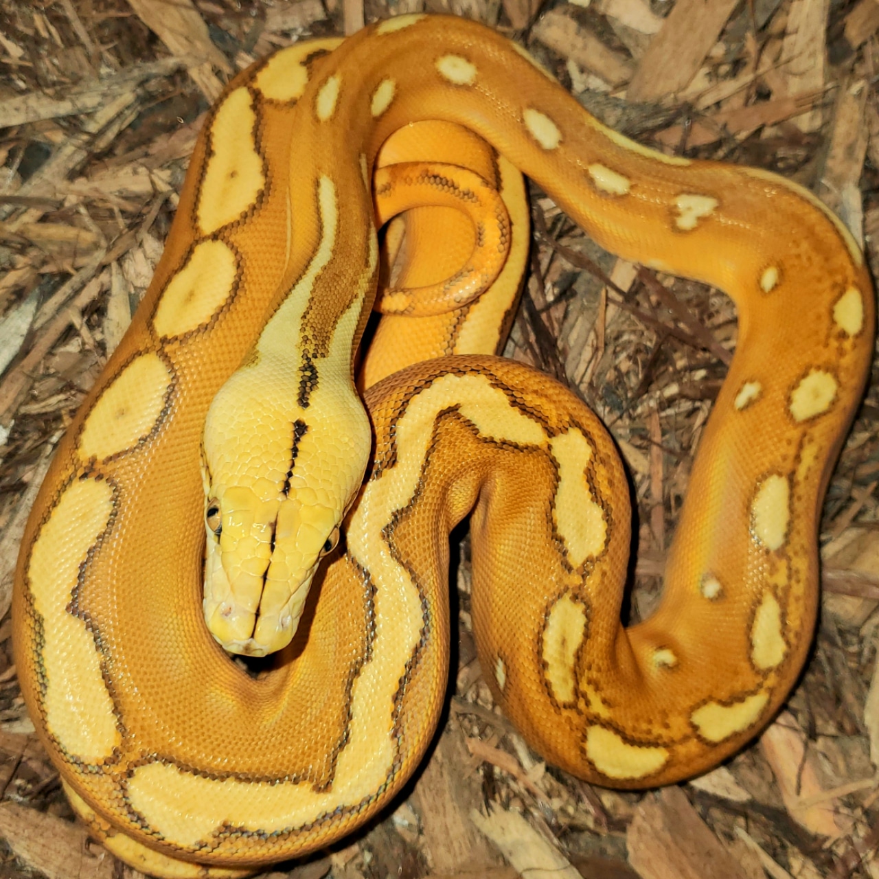Sunfire Orange Ghost Stripe PH Purple SALE Reticulated Python by Golli ...