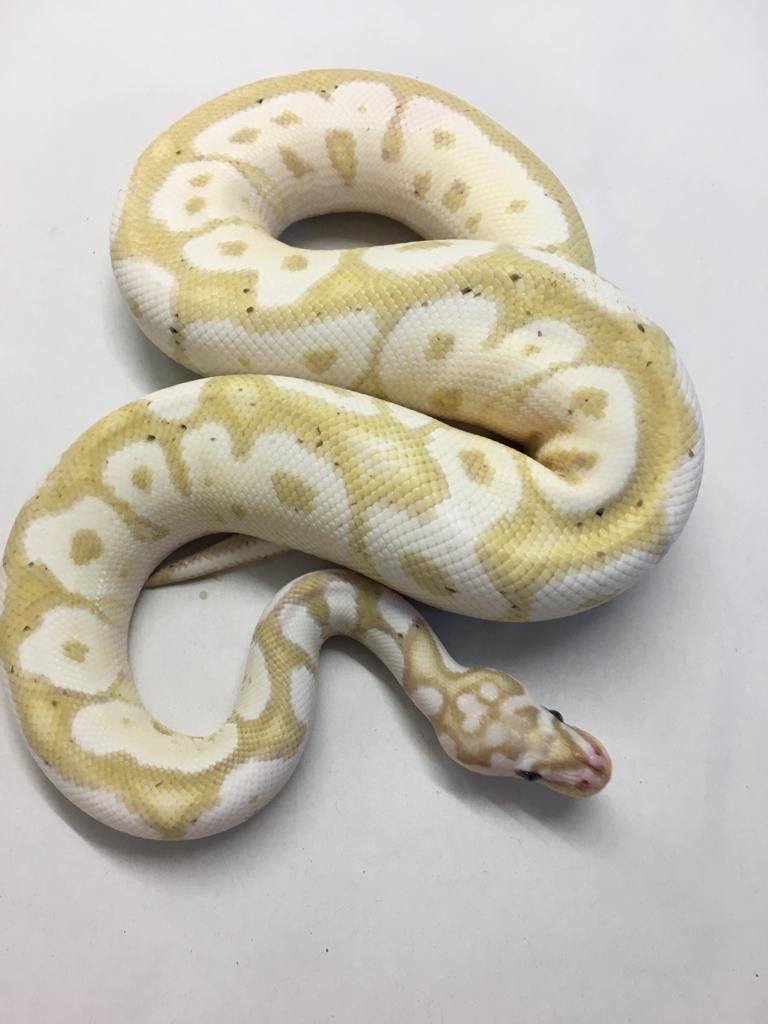 Coral Glow Vpi Axanthic Clown Ball Python by Alpha Ball Morphs ...