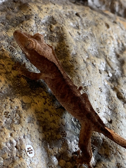 2022 Chocolate Dalmatian Tiger Crested Gecko by Camilia Exotics