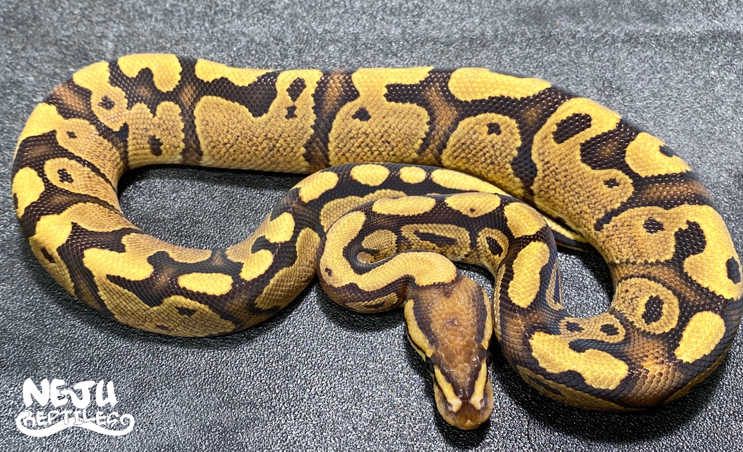 Red Stripe Poss Brite Ball Python by Neju Reptiles - MorphMarket