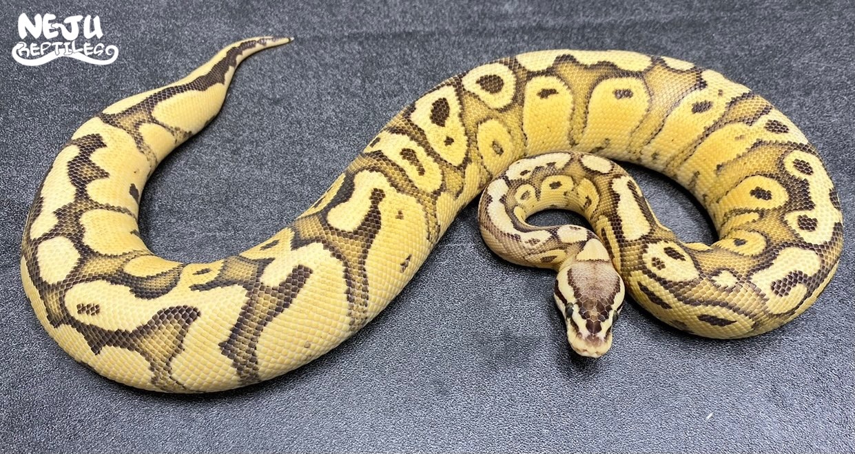 Brite Pastel Red Stripe Ball Python by Neju Reptiles - MorphMarket