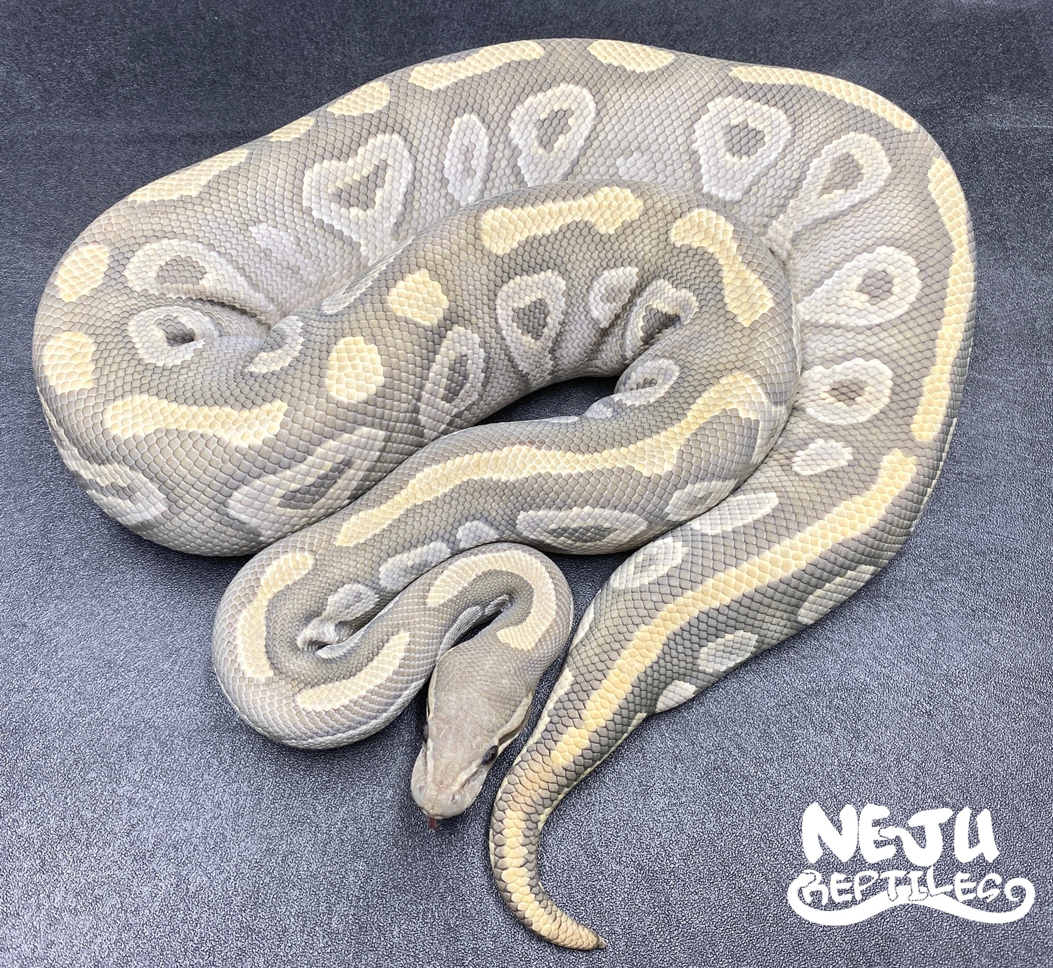 Mojave Ghost Ball Python by Neju Reptiles - MorphMarket