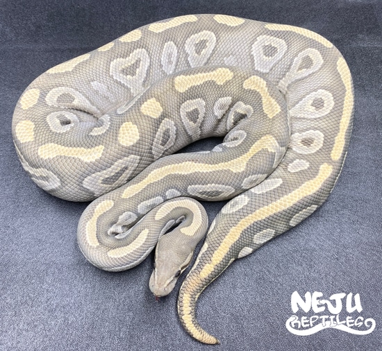 Mojave Ghost Ball Python by Neju Reptiles