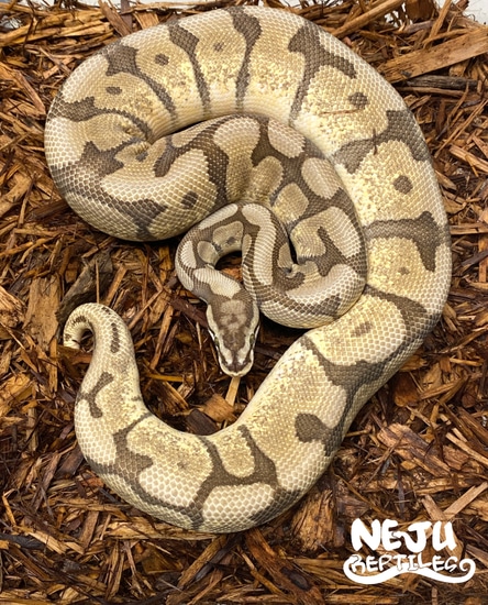Spider Red Stripe Ball Python by Neju Reptiles