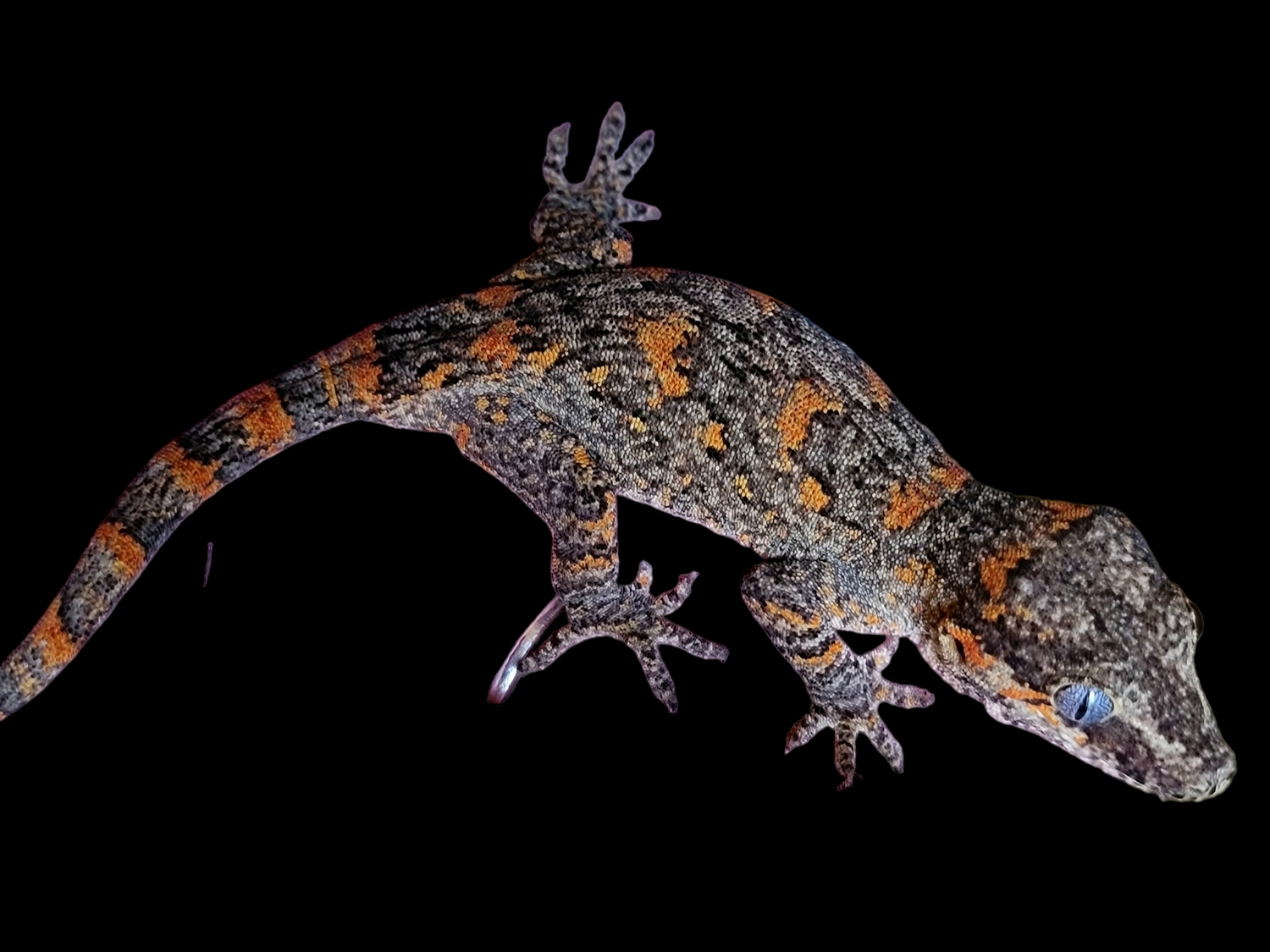Orange Blotch Reticulated Gargoyle Gecko by Southern Gurl Exotics ...