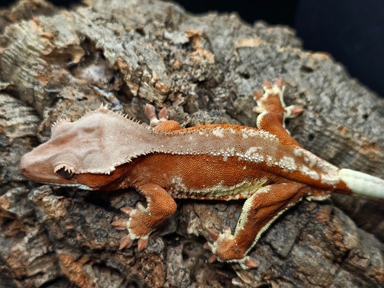 Red Phantom Lily White Crested Gecko by Southern Gurl Exotics