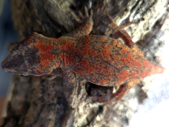 Stunning Orange Super Blotch Gargoyle Gecko by Southern Gurl Exotics