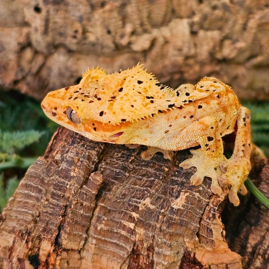 Brindle Super Dal Male Crested Gecko by Rose Reptiles