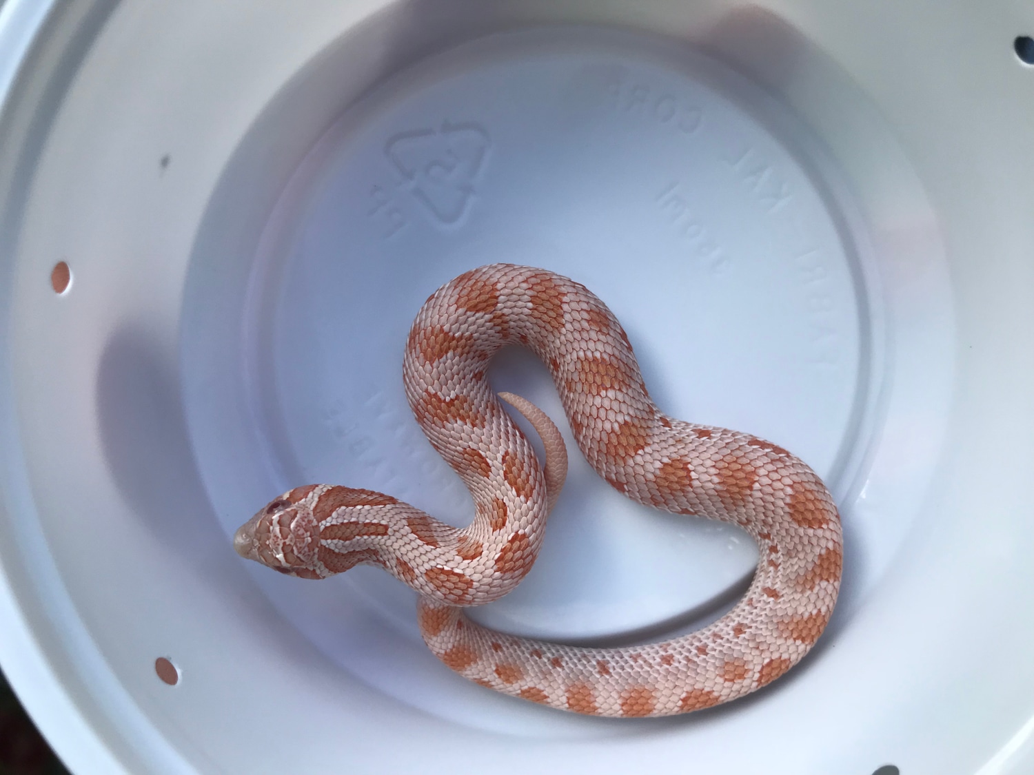 Pink Pastel Anaconda 66 Pos Het Sable Western Hognose by Fathom Hogs ...