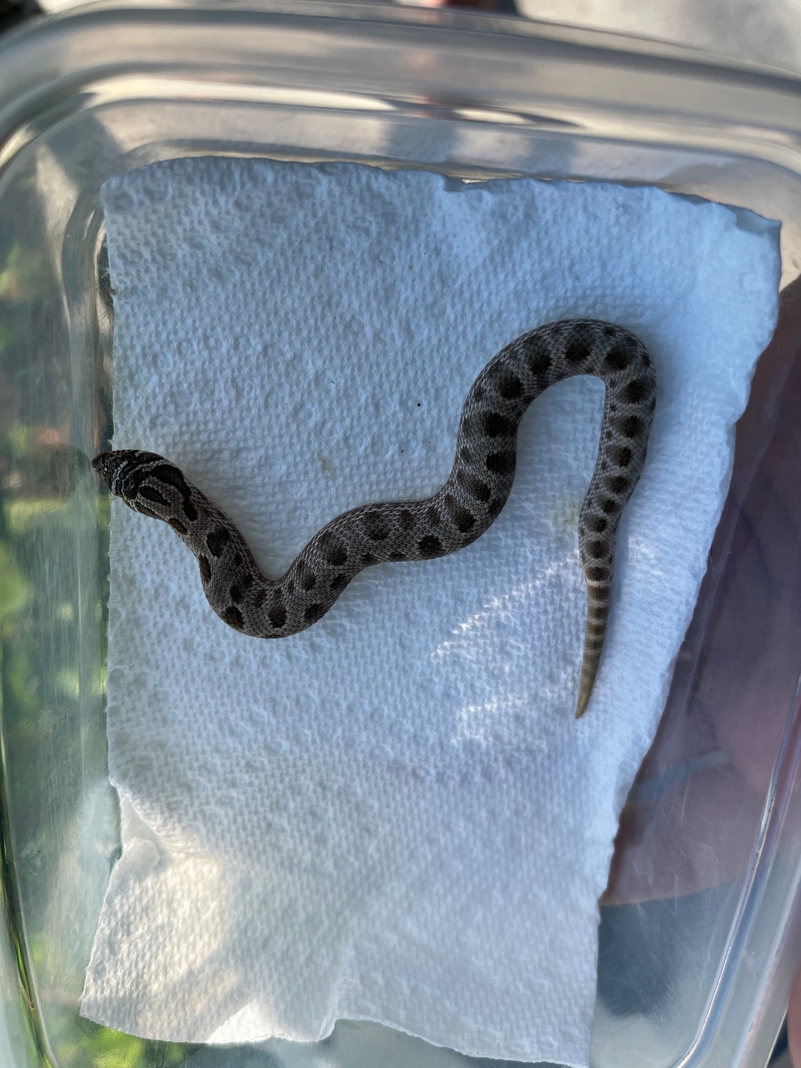 Arctic Conda Het Albino 66 Het Pink Pastel Albino Western Hognose by ...