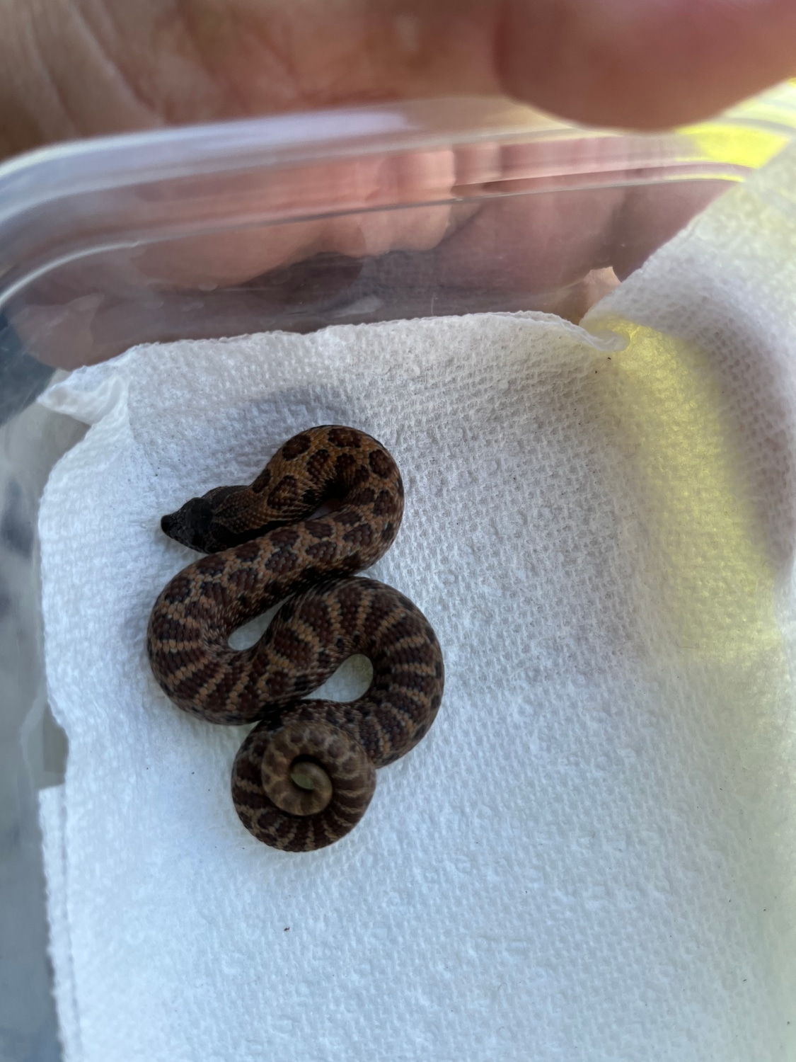 Purpleline Black Ice (Sable Arctic) 66 Het Albino Western Hognose by ...