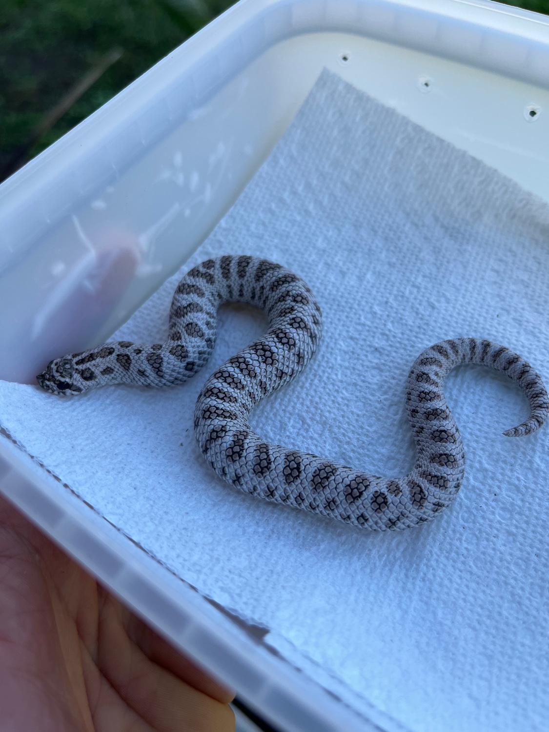 Super Arctic Het Lavender 66 Het Albino Western Hognose by Fathom Hogs ...