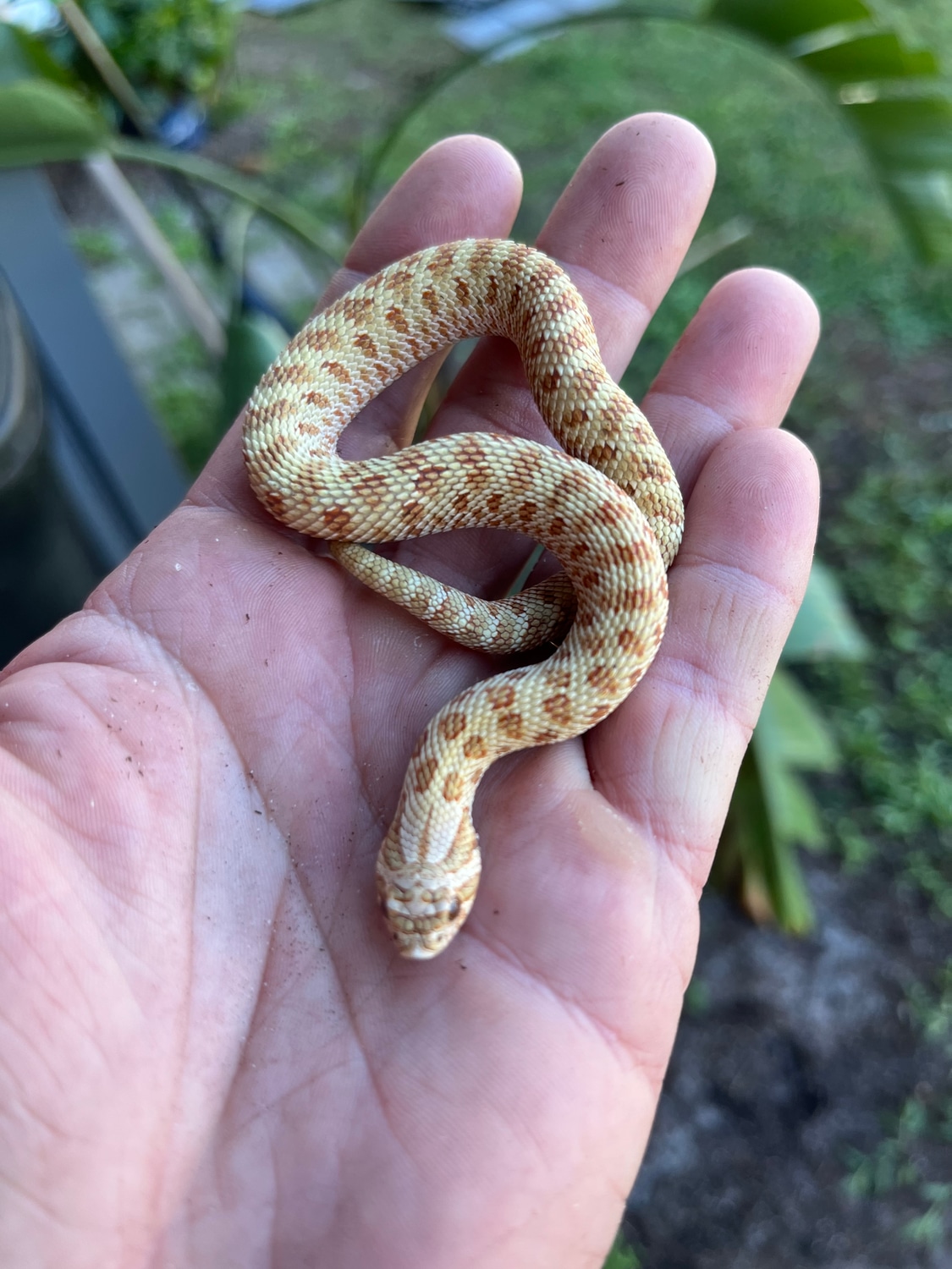 Vanilla Cherry (RBE Pastel Toffee)het Sable Western Hognose by Fathom ...