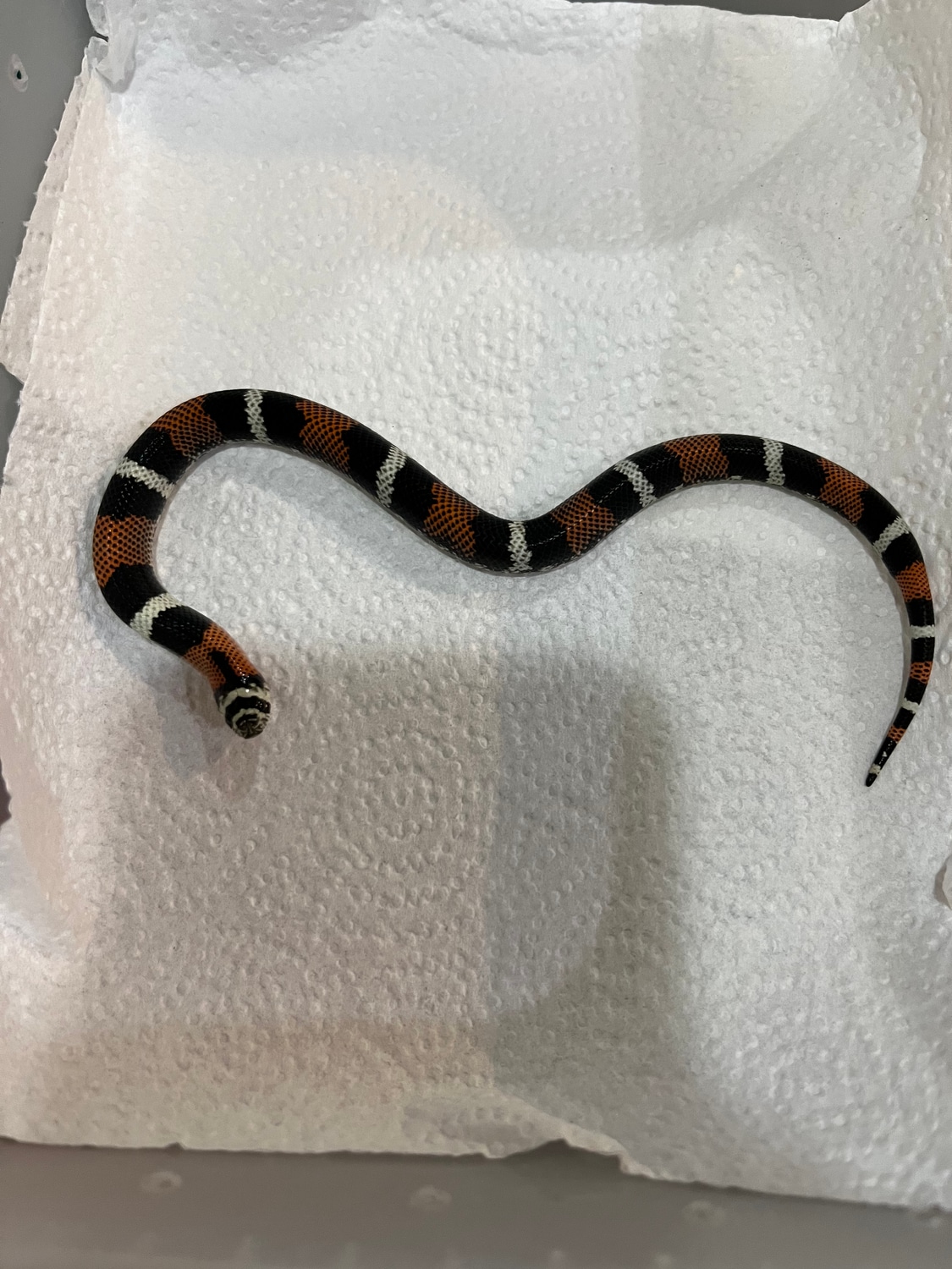 66 Het Hypo-e Tri-color Hognose by Fathom Hogs - MorphMarket