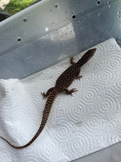 Red Ackie Monitor Other Monitor by Fathom Hogs