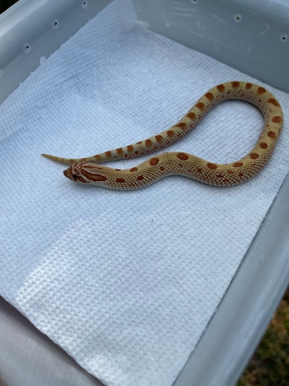 Unrelated Pair RBE Pastel Toffee Conda Het Sable Western Hognose by ...