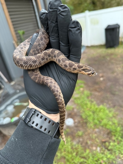 2022 Proven Breeder Sable Arctic 50 Het Toffeebelly Male Western ...