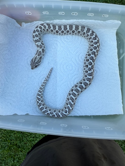 2024 Arctic Axanthic Het Albino Female Western Hognose by Fathom Hogs