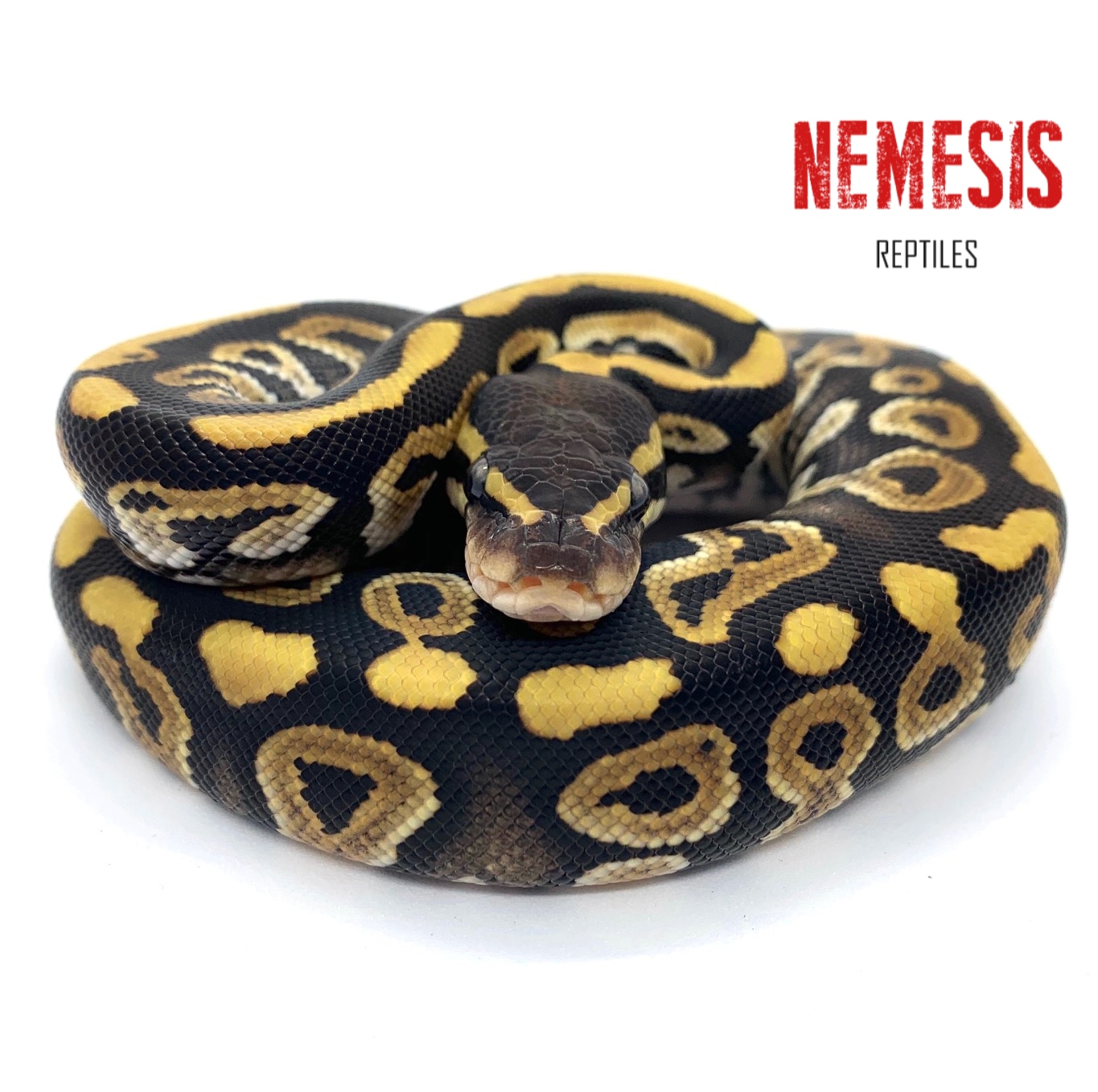 Mystic Ball Python by Nemesis Reptiles - MorphMarket