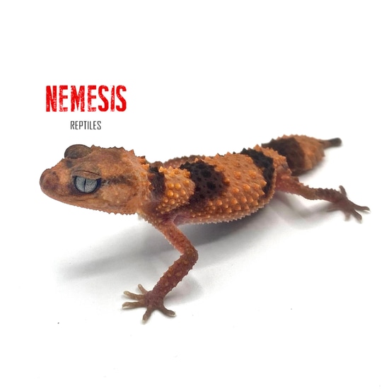 Nephrurus Wheeleri Cinctus Knob-Tailed Gecko by Nemesis Reptiles