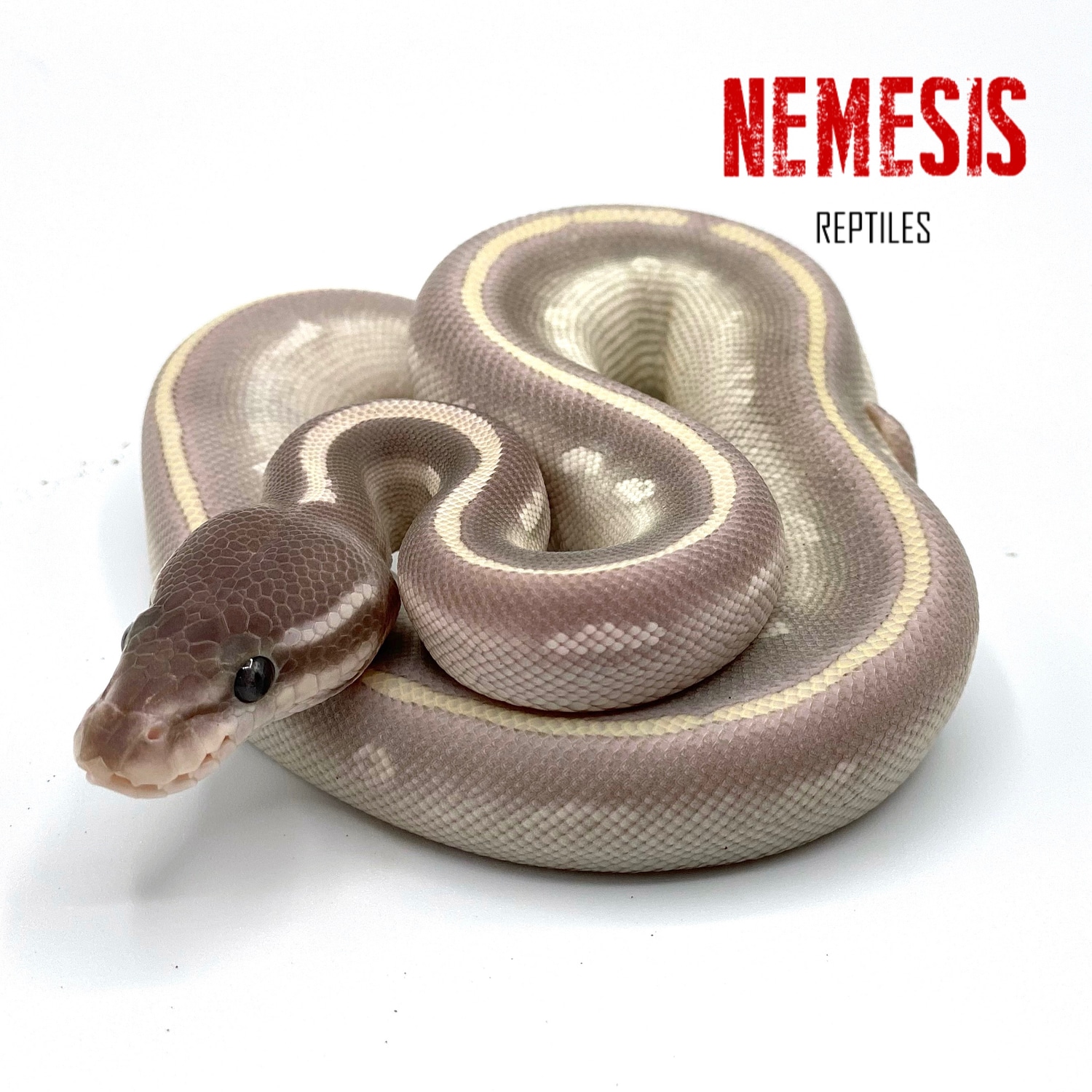 Mystic Potion Ball Python by Nemesis Reptiles - MorphMarket