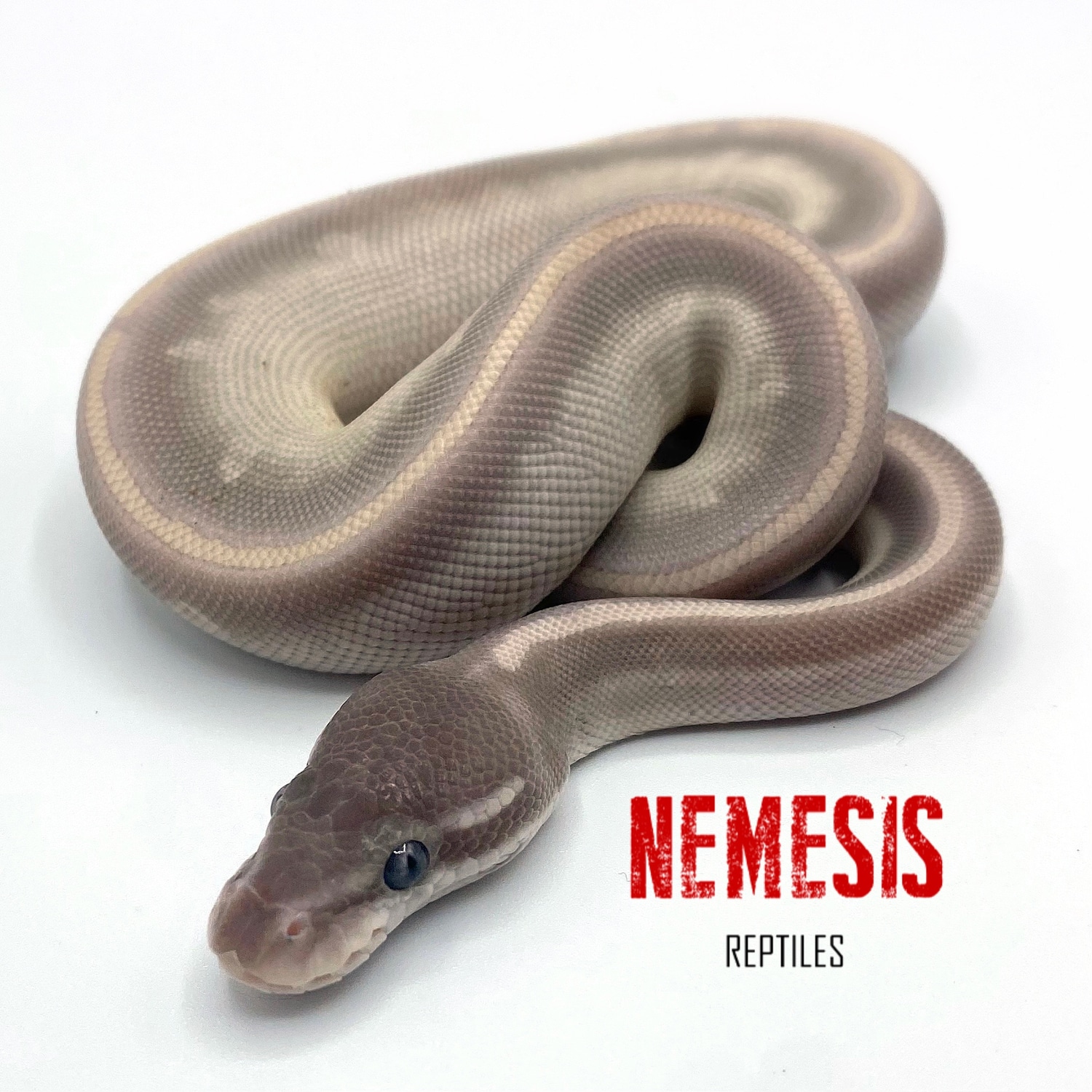 Mystic Potion Ball Python by Nemesis Reptiles - MorphMarket