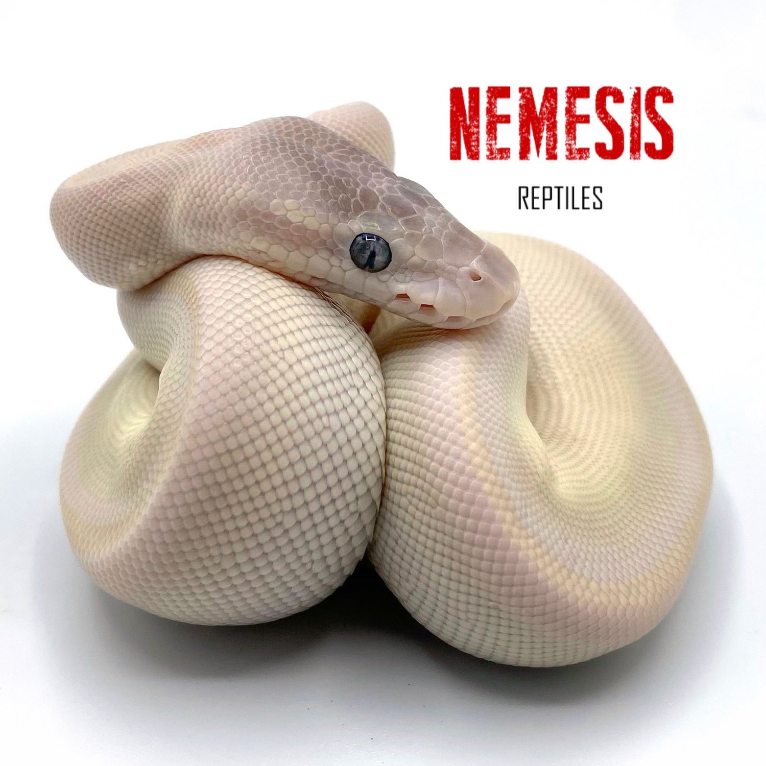 Super Mojave Ball Python by Nemesis Reptiles - MorphMarket
