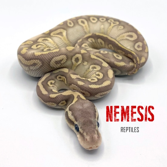 Pastel Mystic Crystal Ball Python by Nemesis Reptiles