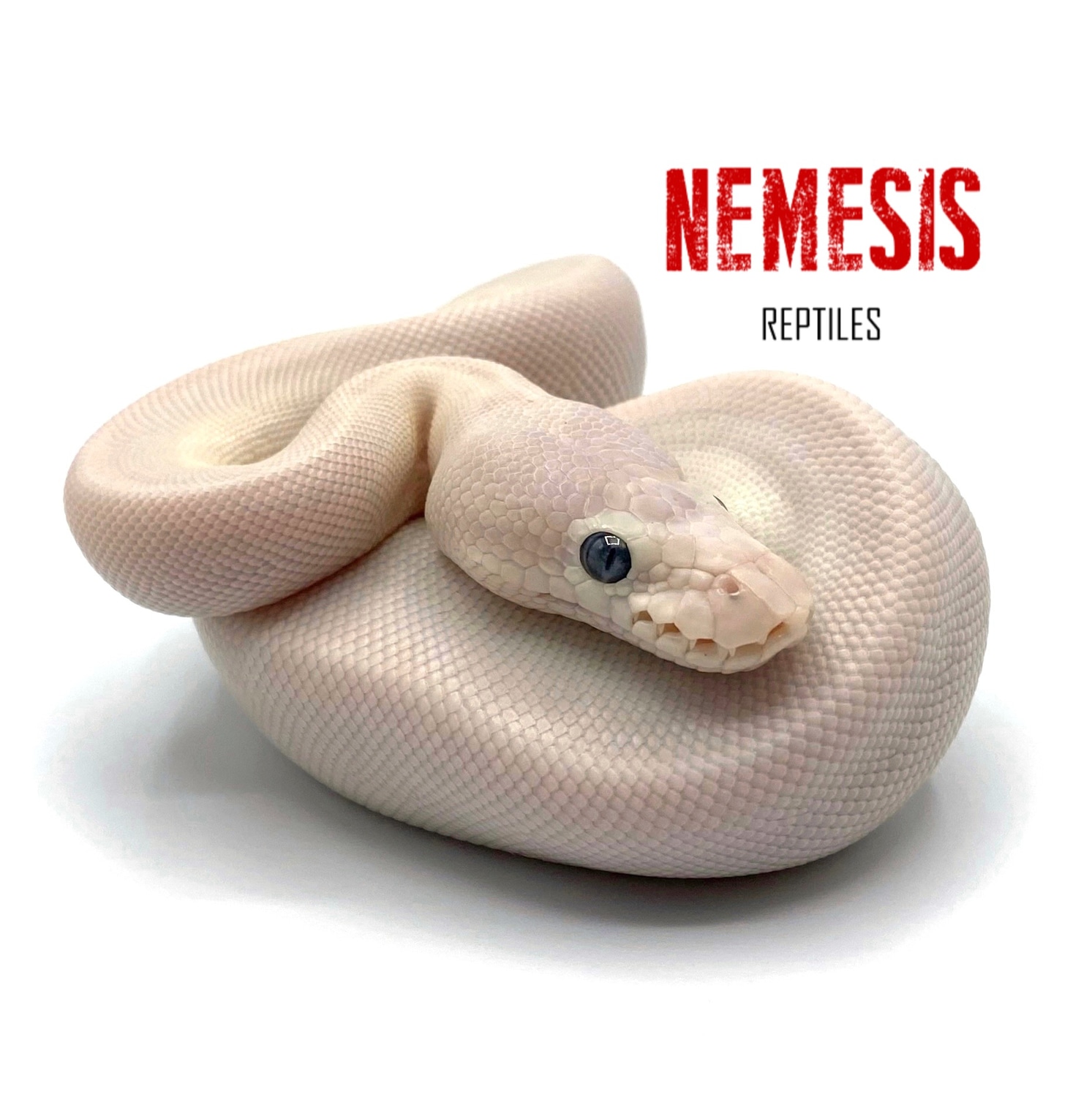 Blue Eyed Leucistic (Mojave Lesser) Possible GHI Ball Python by Nemesis ...