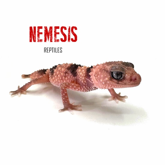 Nephrurus Wheeleri Cinctus Knob-Tailed Gecko by Nemesis Reptiles
