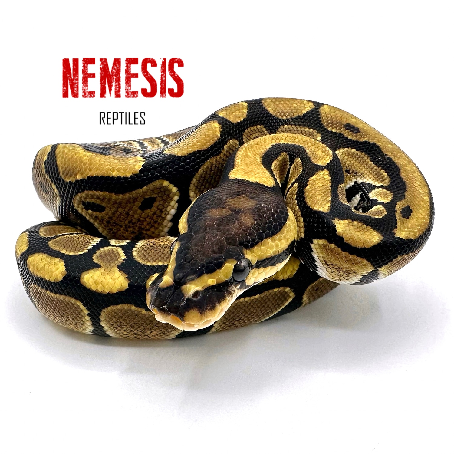 100% Double Het (Clown/VPI Axanthic) Ball Python by Nemesis Reptiles ...