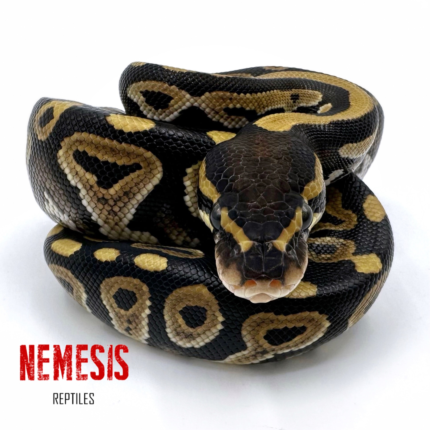 Mystic Ball Python by Nemesis Reptiles - MorphMarket