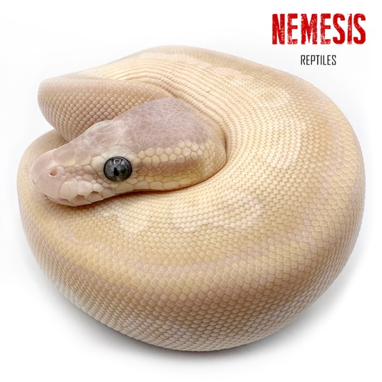 Pastel Crystal Ball Python by Nemesis Reptiles