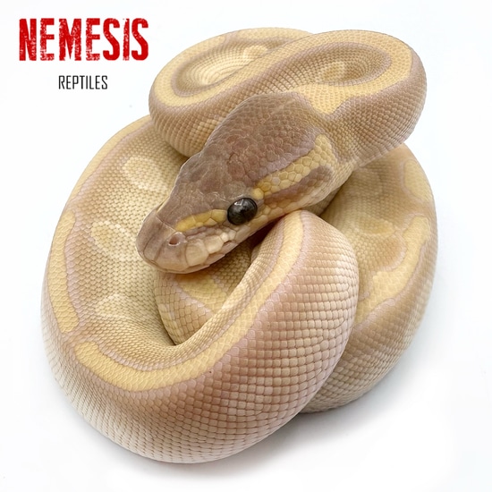 Crystal Ball Python by Nemesis Reptiles