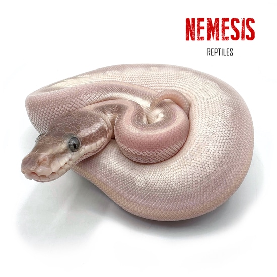 Mystic Potion Ball Python by Nemesis Reptiles