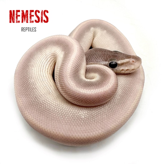 Mystic Potion Ball Python by Nemesis Reptiles