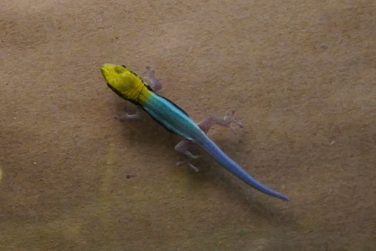 Neon Day Geckos by Neo’s Geckos