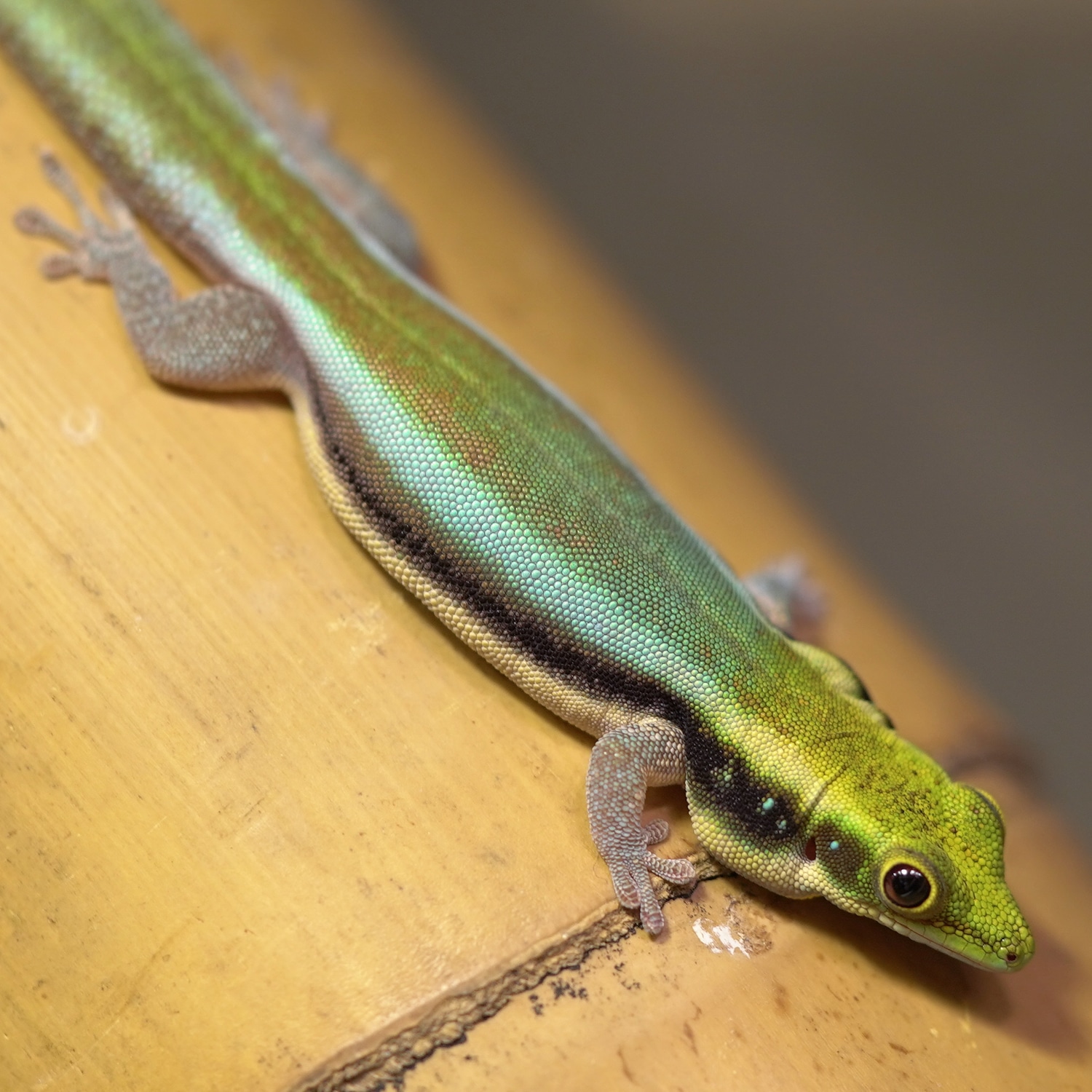 Neon Day Geckos More Gecko by Neo’s Geckos - MorphMarket