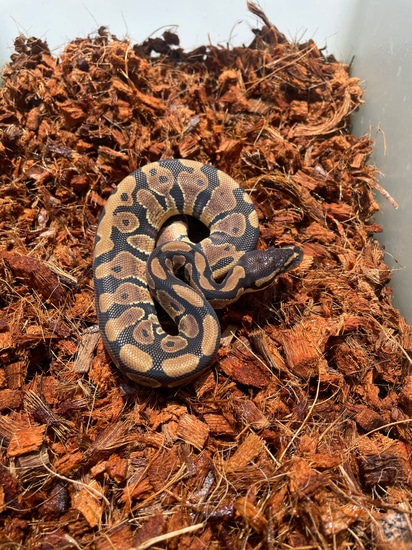 Normal Ball Python by NeohReptiles