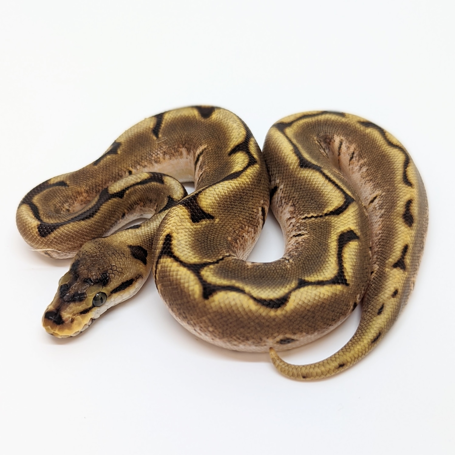 Spider Ball Python by Neptile.king - MorphMarket
